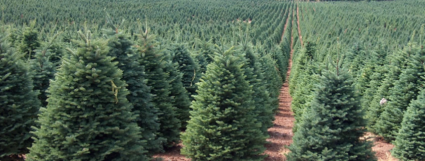 How an Average Christmas Tree Grower Can Pocket an Additional $27,782 ...